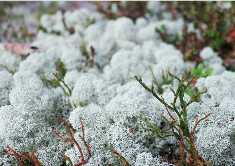 Rammet mosebilde 50x100 cm fra Norsk Mose & Design - MPM Interiør